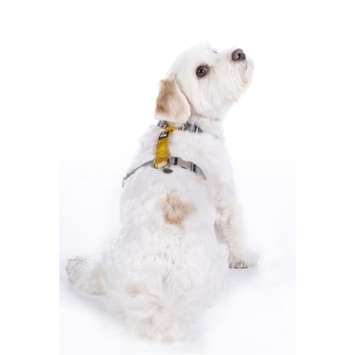 PetSafe Easy Walk No Pull Dog Harness, Small Petco